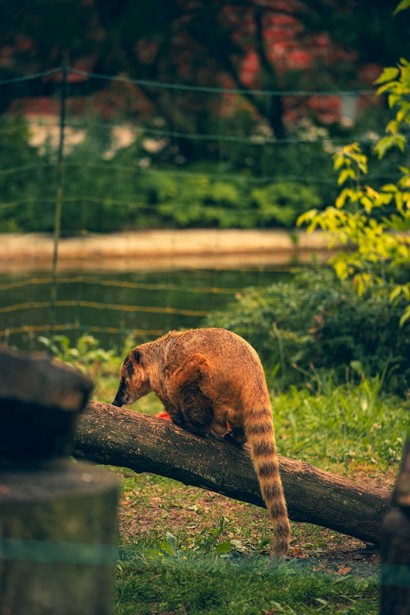 Ostronos – egzotyczny ssak z Ameryki, którego łatwo pomylić z szopem